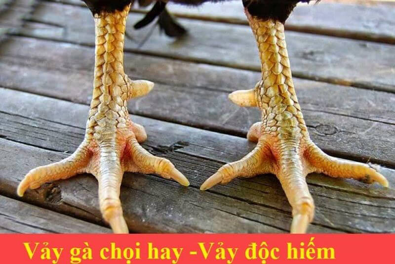 Vảy Gà Ngũ Quỷ Có Phải Chiến Kê Bất Bại?